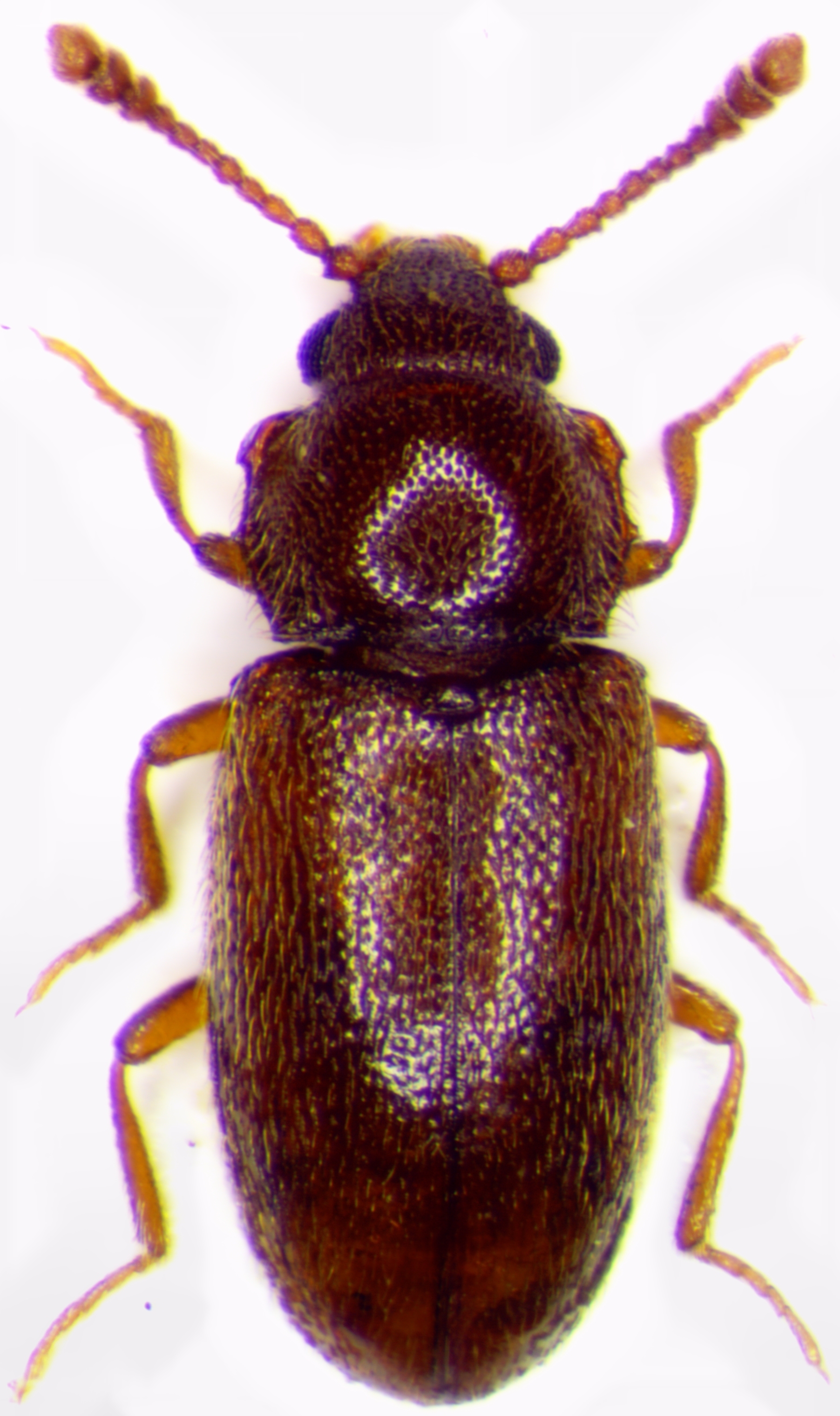 Cryptophagidae - Cryptophagidae (silken fungus beetles)